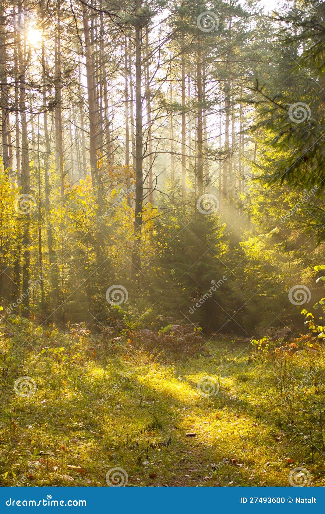 Forest in october stock photo. Image of natural, environment - 27493600