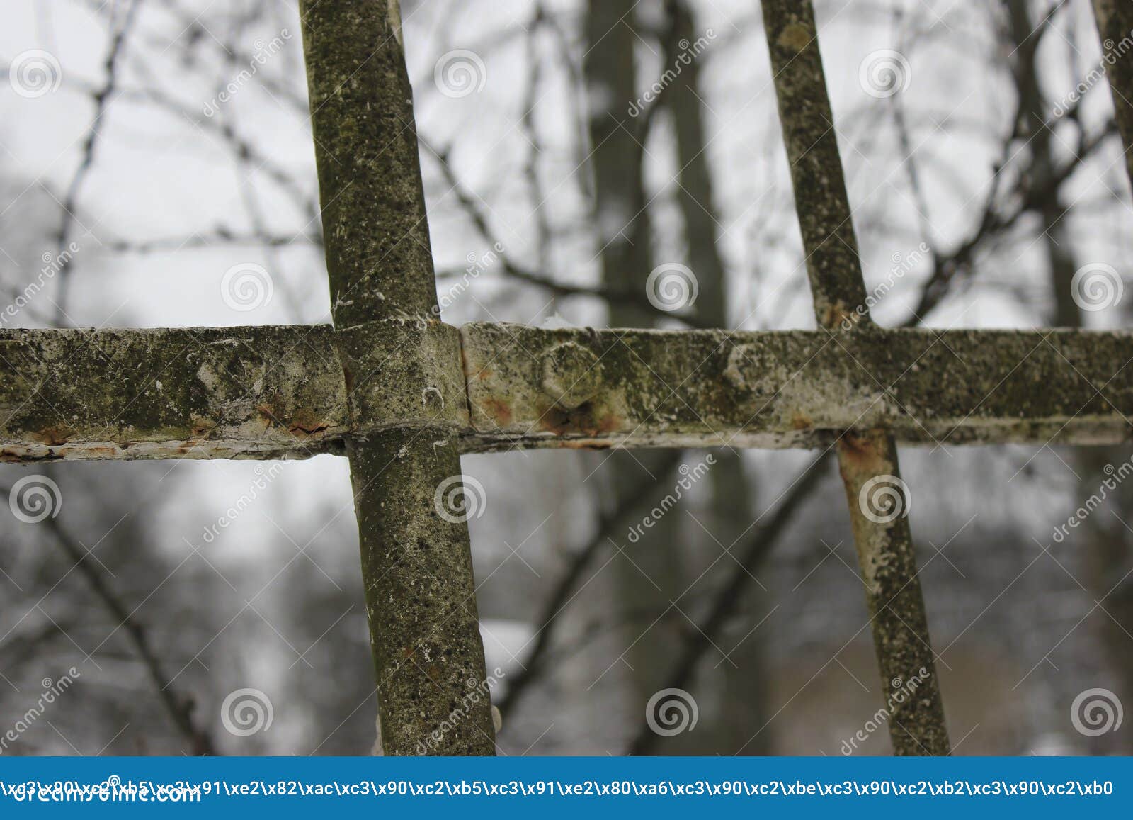 The Forest through an Old Ancient Hedge Stock Photo - Image of snow ...