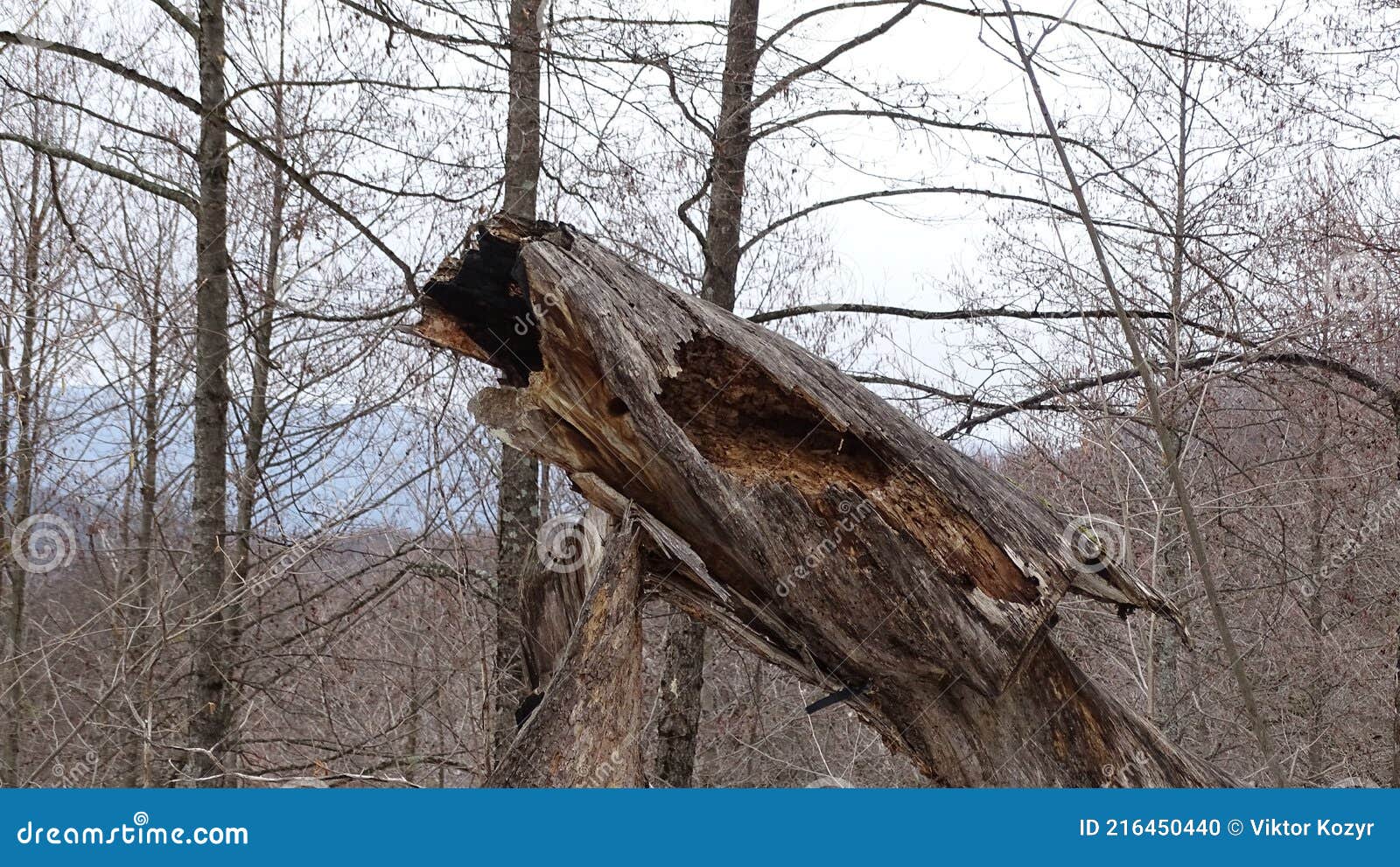 Forest. an Old Broken Tree of a Bizarre Shape Stock Photo - Image of ...