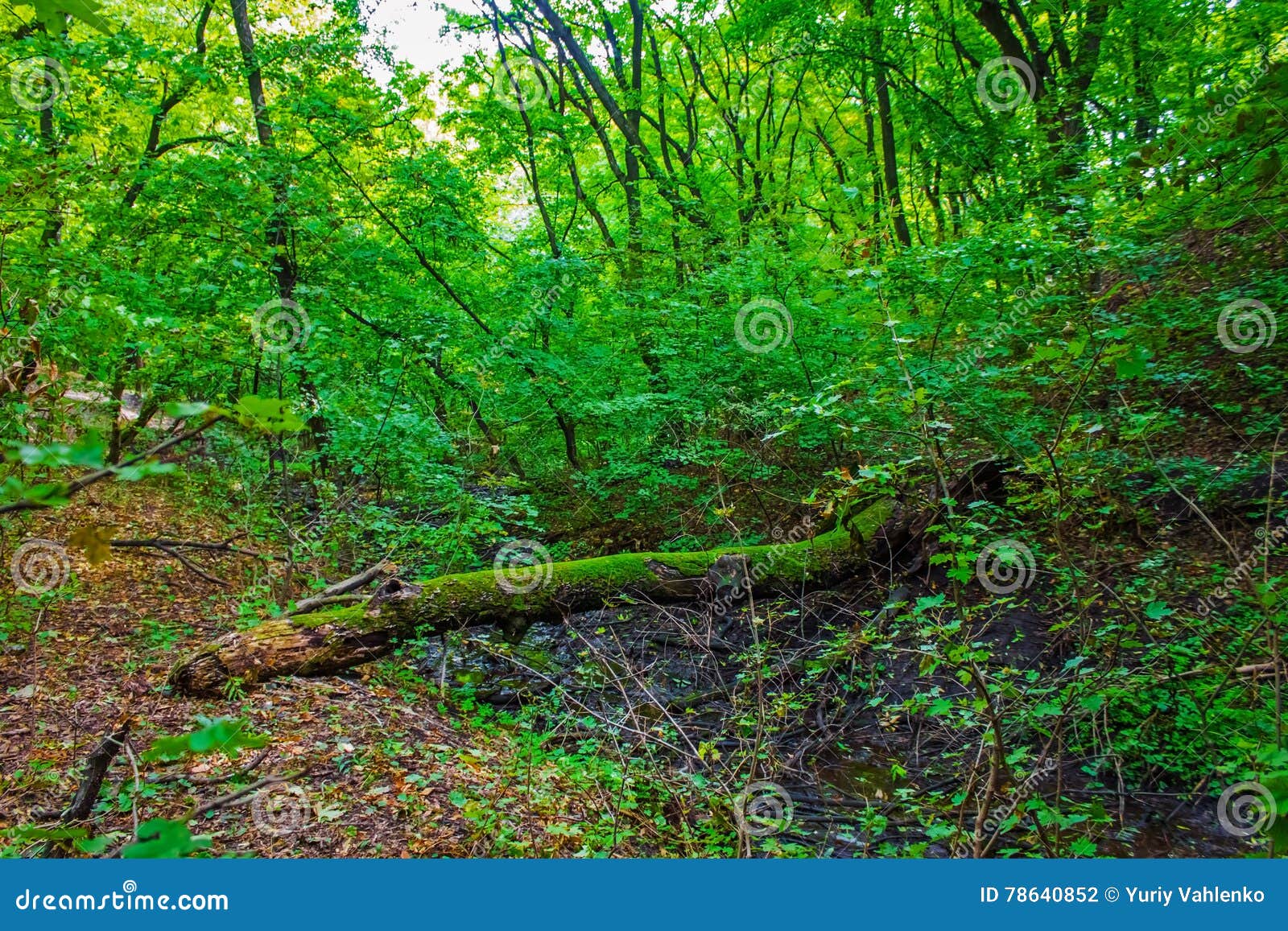 Forest and Old Log Over a Stream, Nature Background Stock Photo - Image ...