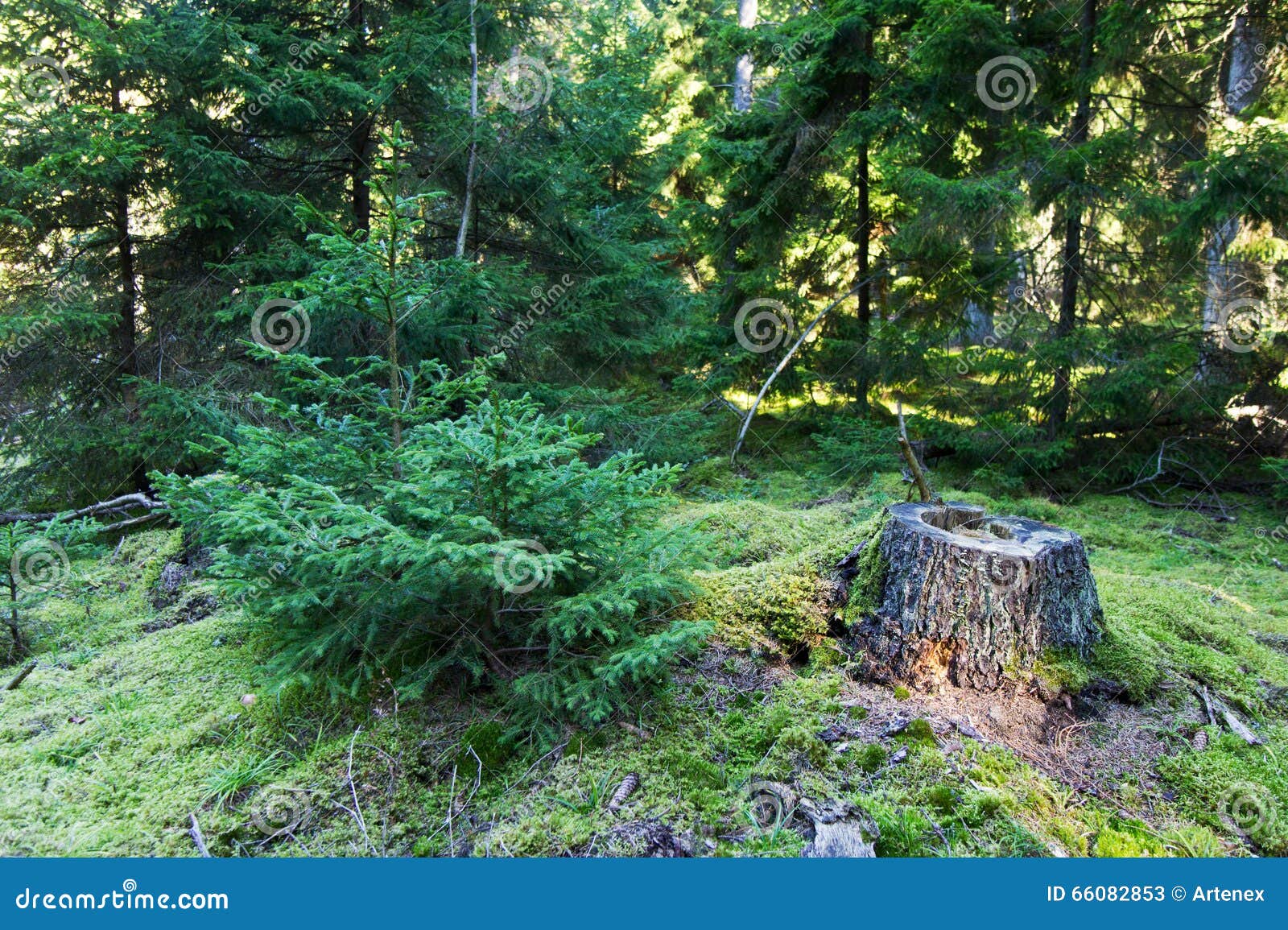 Forest stock image. Image of green, large, outdoors, moss - 66082853
