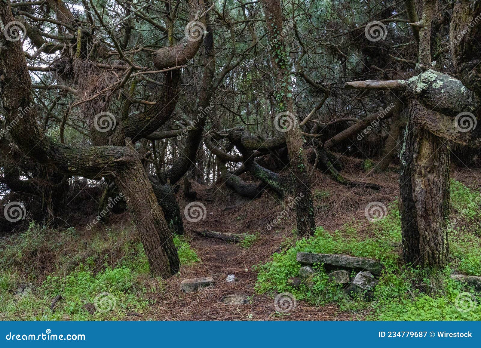 Forest with Old Weathered Twisted Pine Trees during the Daytime Stock ...
