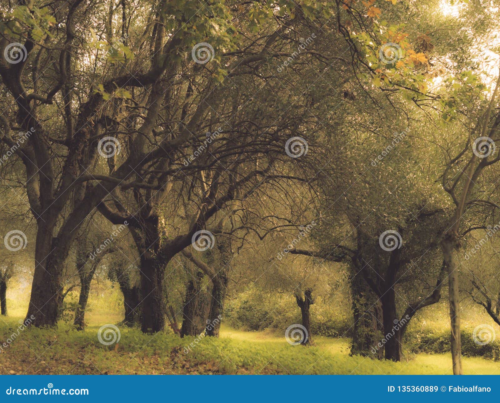 Forest of Olive Trees in Autumn, Old Branches Stock Image - Image of ...