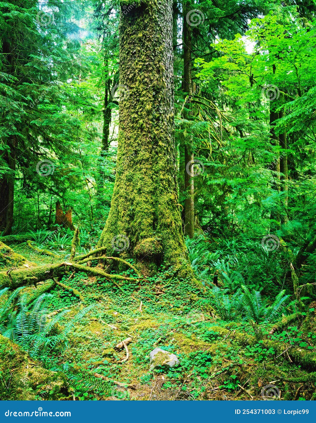 Rain Forest in Washington stock image. Image of flora - 254371003