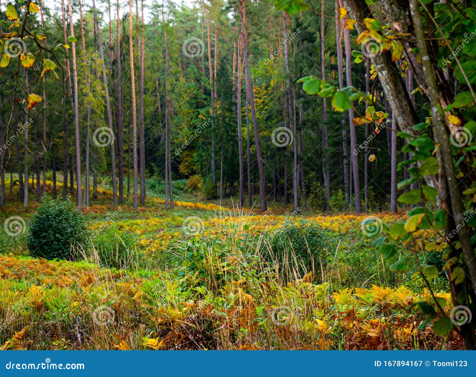 Forest opening stock image. Image of empty, nature, green - 167894167