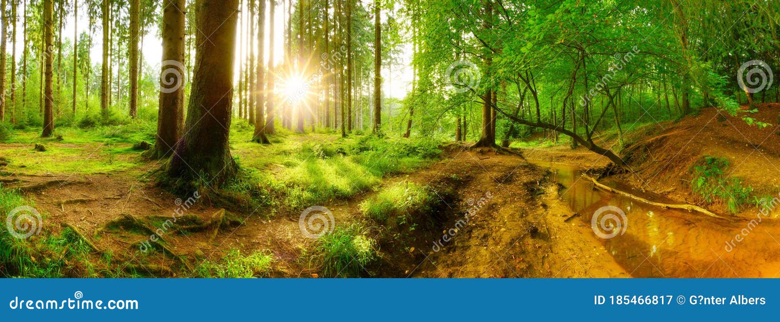 Forest opening stock image. Image of mystic, leaves - 185466817