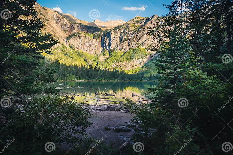 Forest Opening Leading To a Lake. Stock Image - Image of meadow, growth ...