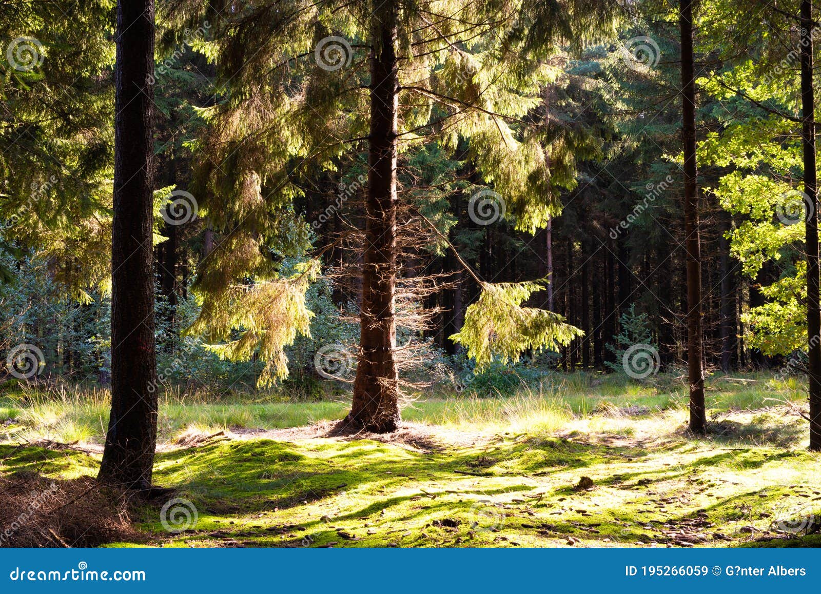 Forest opening stock image. Image of habitat, isolated - 195266059