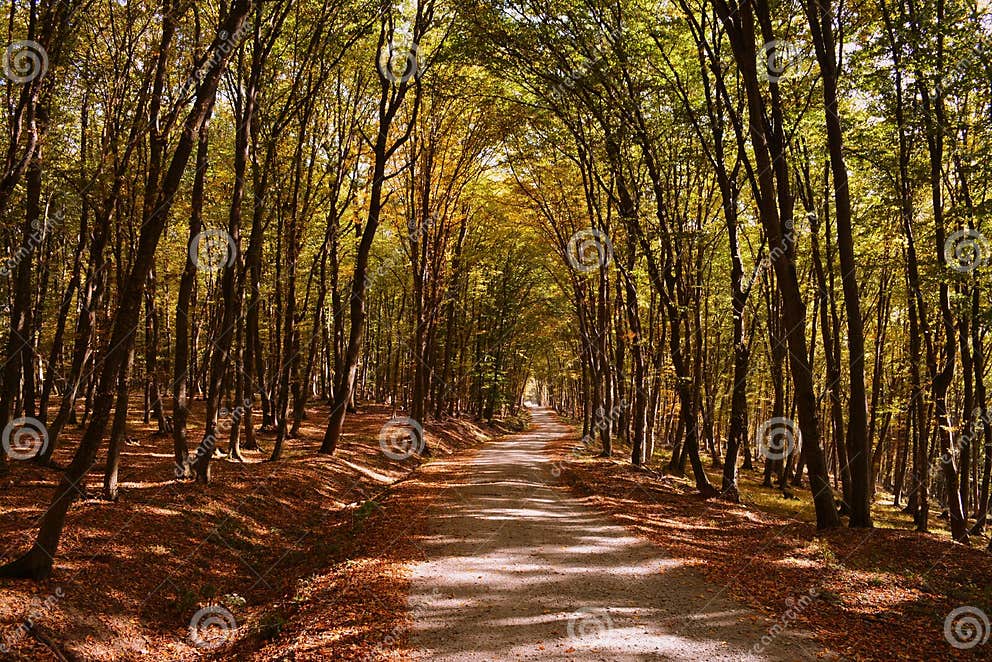 Forest with Orange Trees during the Autumn Stock Image - Image of ...