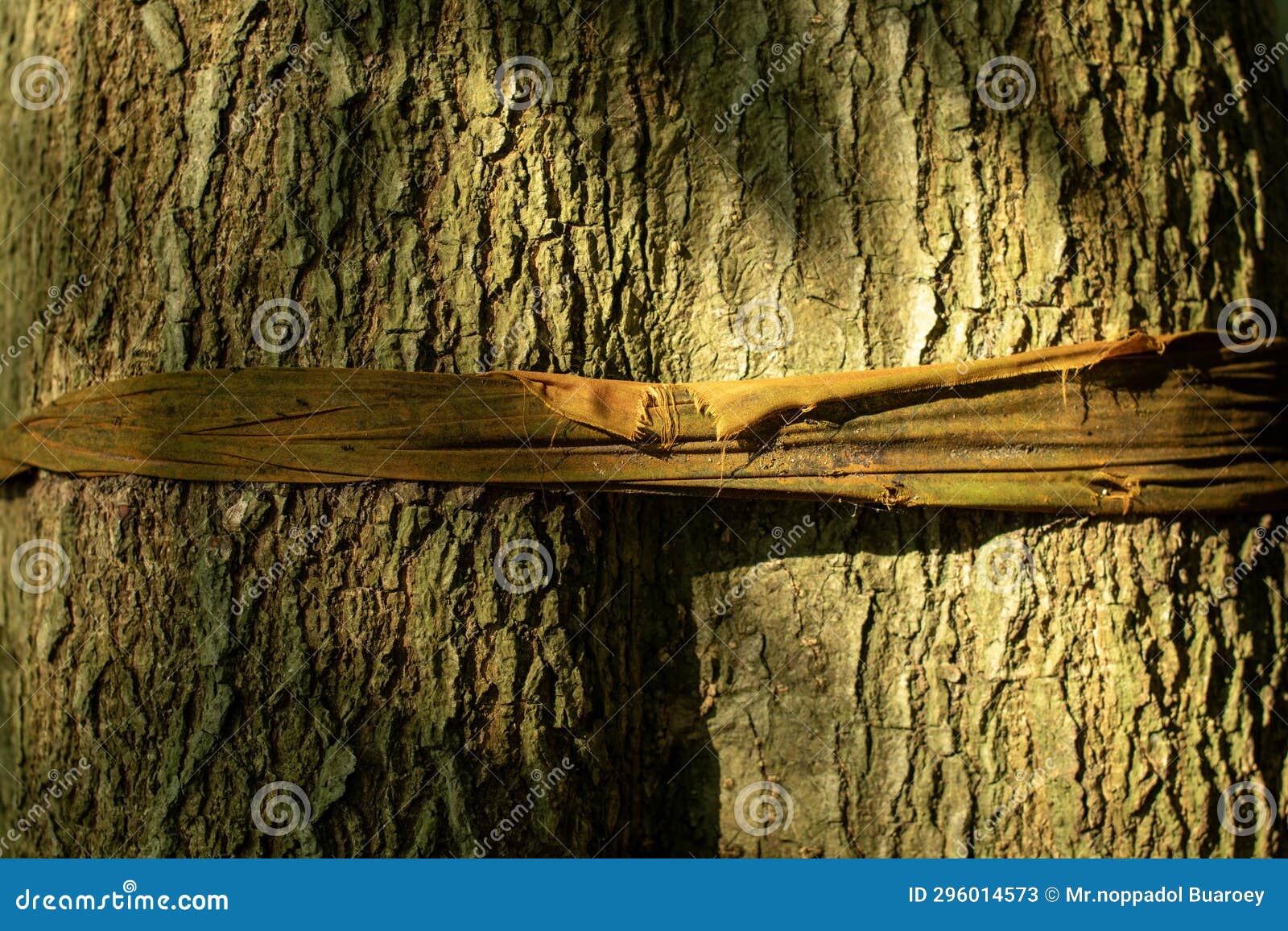 Forest Ordination: Buddhist Methods of Preserving Trees. Stock Image ...