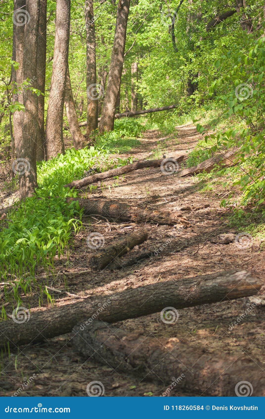 A Forest Overgrown Trail Road Littered with Tree Trunks Under the ...