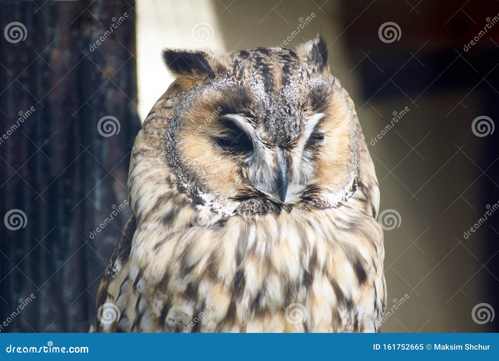 Forest owl stock image. Image of decoration, hidden - 161752665