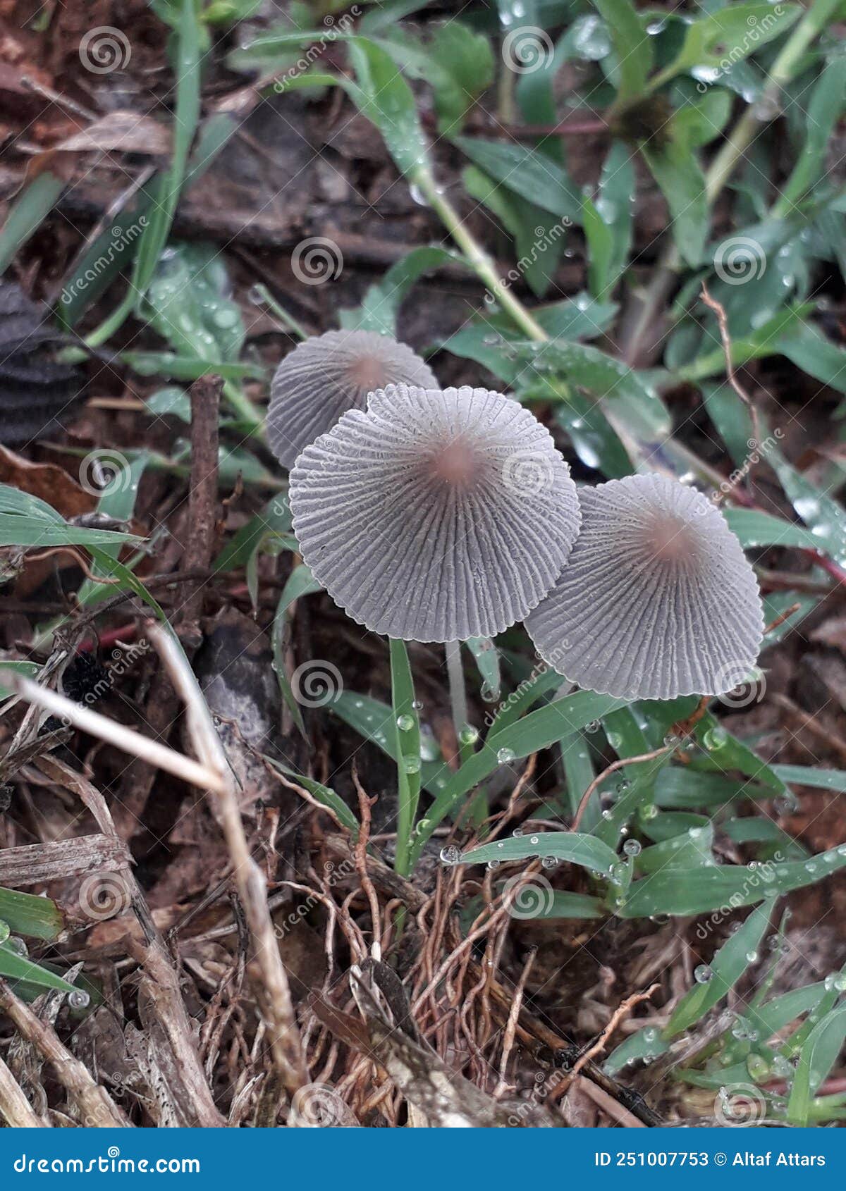 Forest ,palant real photos stock image. Image of real - 251007753