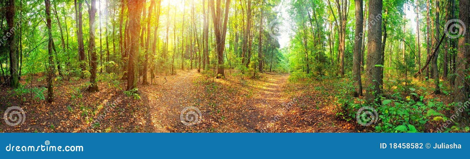 Forest panorama stock photo. Image of october, europe - 18458582