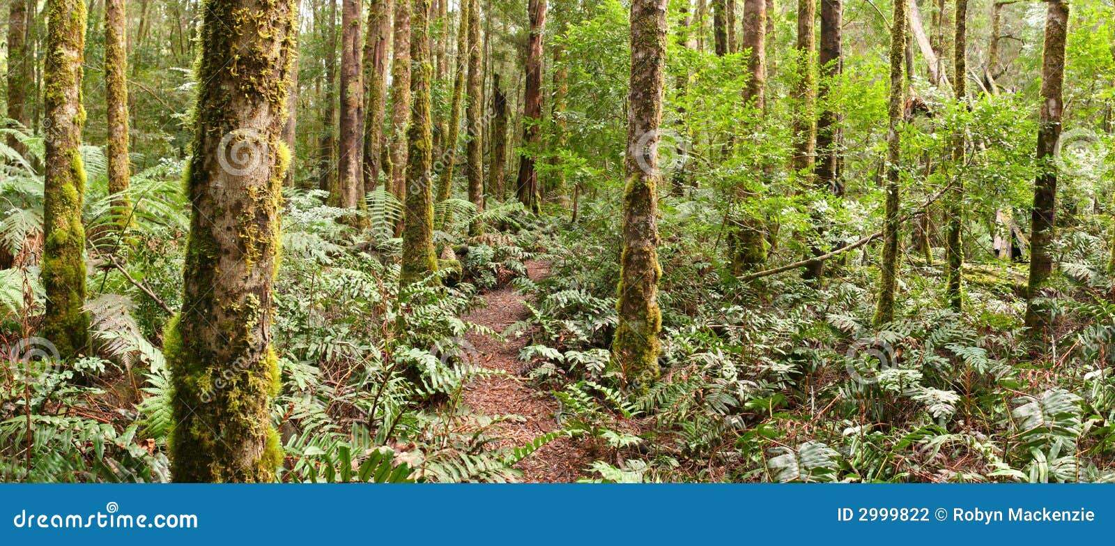 Forest Panorama stock photo. Image of unspoilt, track - 2999822