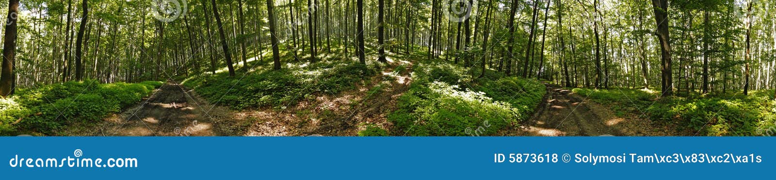 Forest panorama stock photo. Image of large, footpath - 5873618