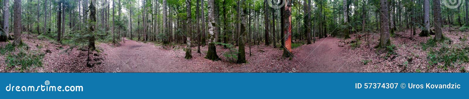 Forest panorama stock image. Image of scenic, surroundings - 57374307