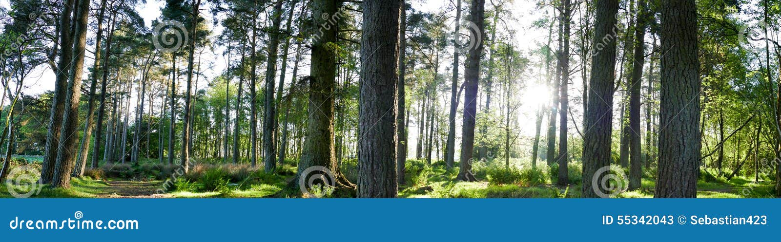 Forest Panorama stock image. Image of woods, wood, light - 55342043