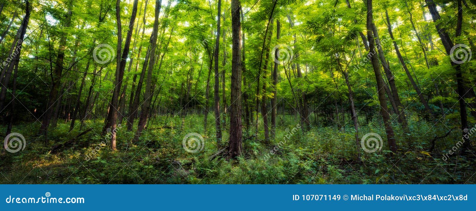 Forest Panorama with Heavy Foliage Stock Image - Image of colour, sunny ...