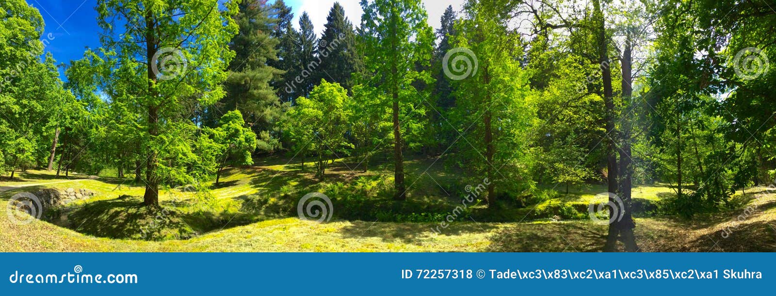 Forest panorama stock photo. Image of beautiful, environment - 72257318
