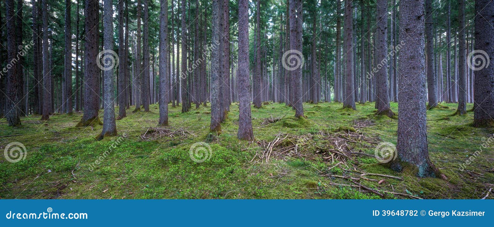 Forest Panorama stock photo. Image of autumn, panorama - 39648782