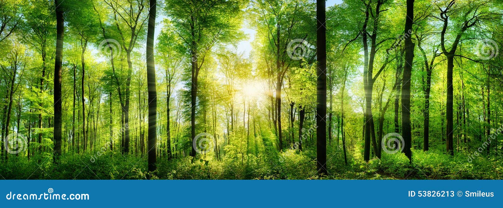 Forest Panorama with Rays of Sunlight Stock Image - Image of nature ...