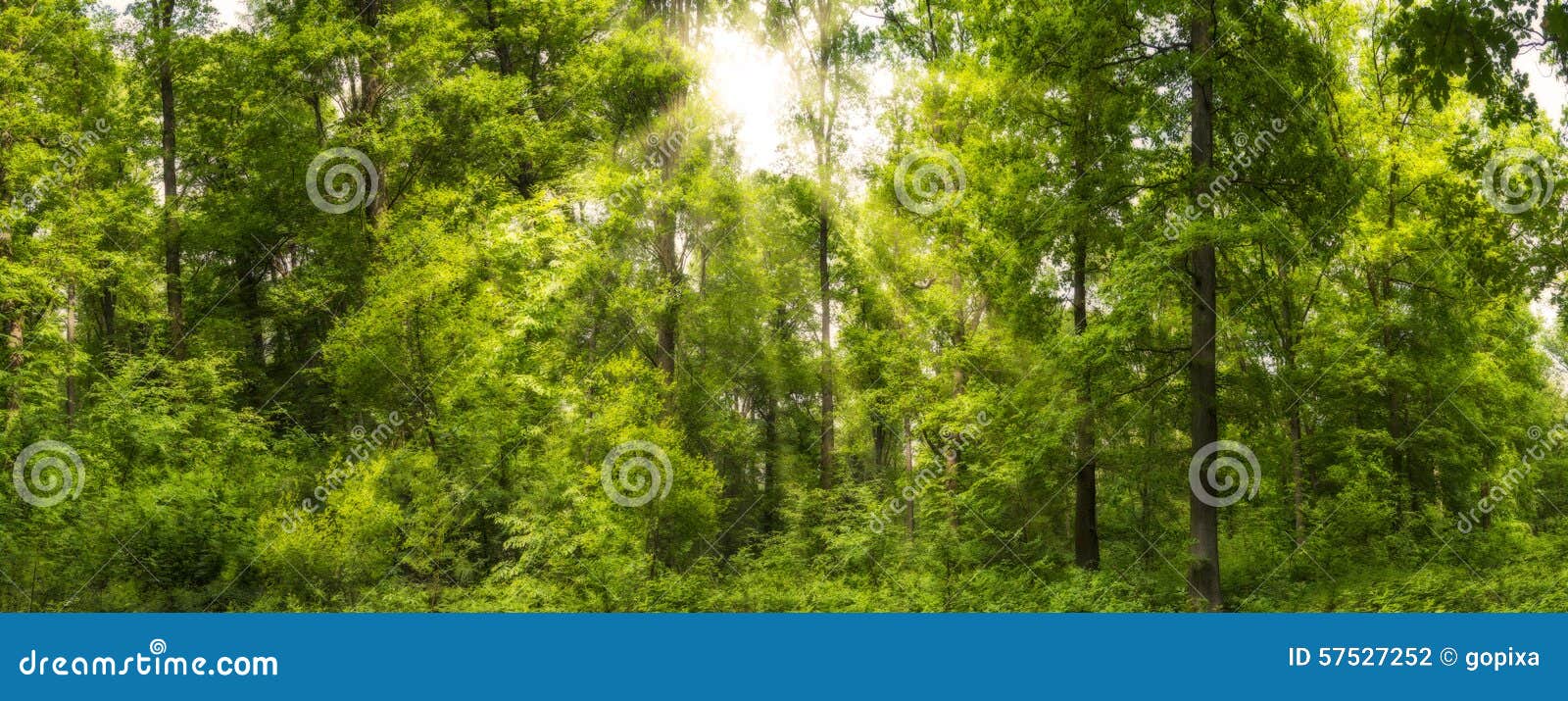 Forest Panorama in the Spring with Sunbeams Stock Photo - Image of leaf ...