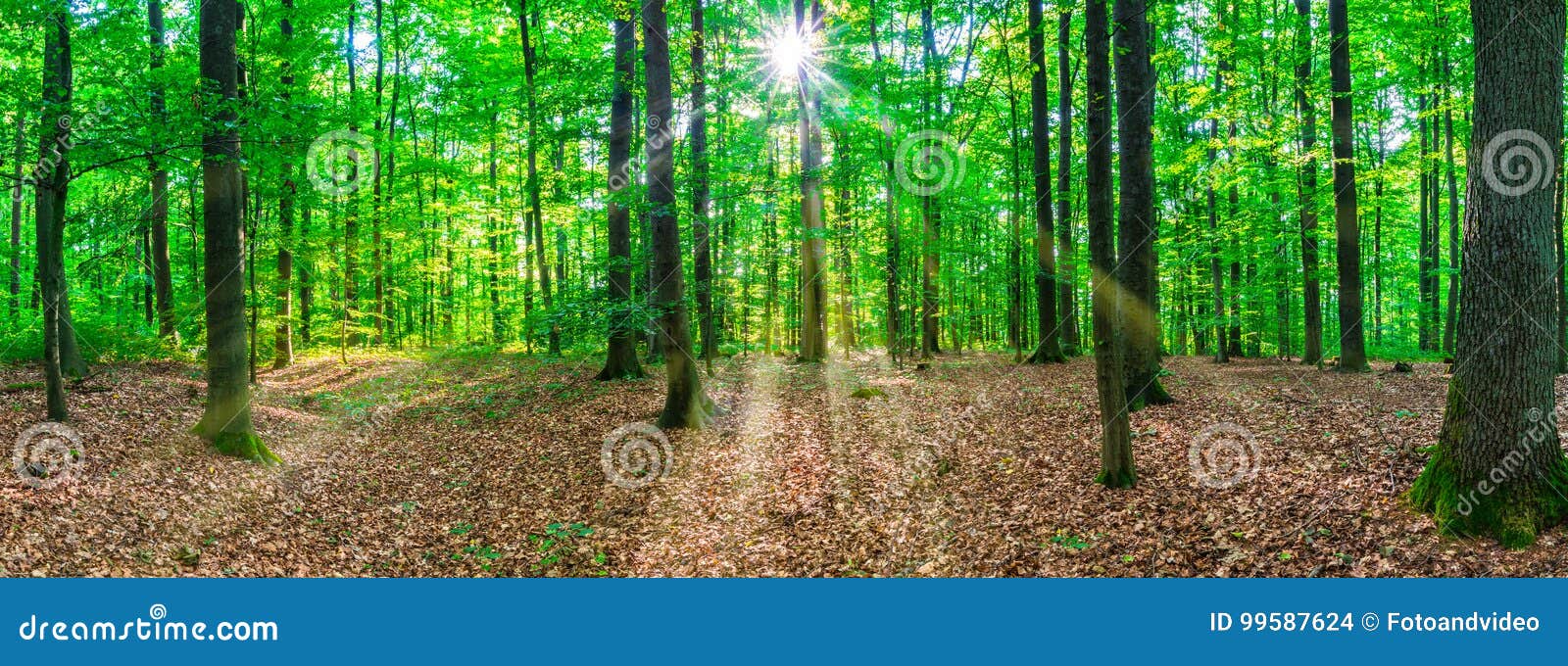 Forest Panorama with Sunlight Stock Photo - Image of leaves, clearing ...