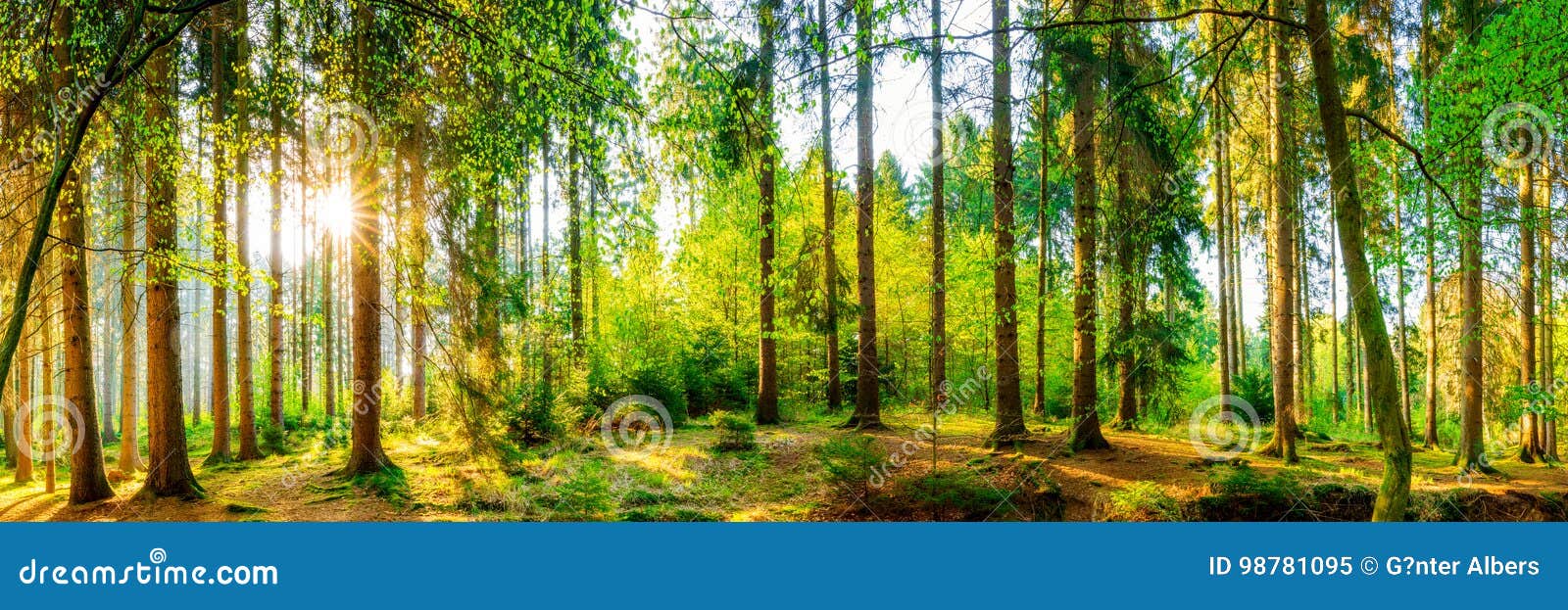 Forest panorama stock image. Image of background, foliage - 98781095