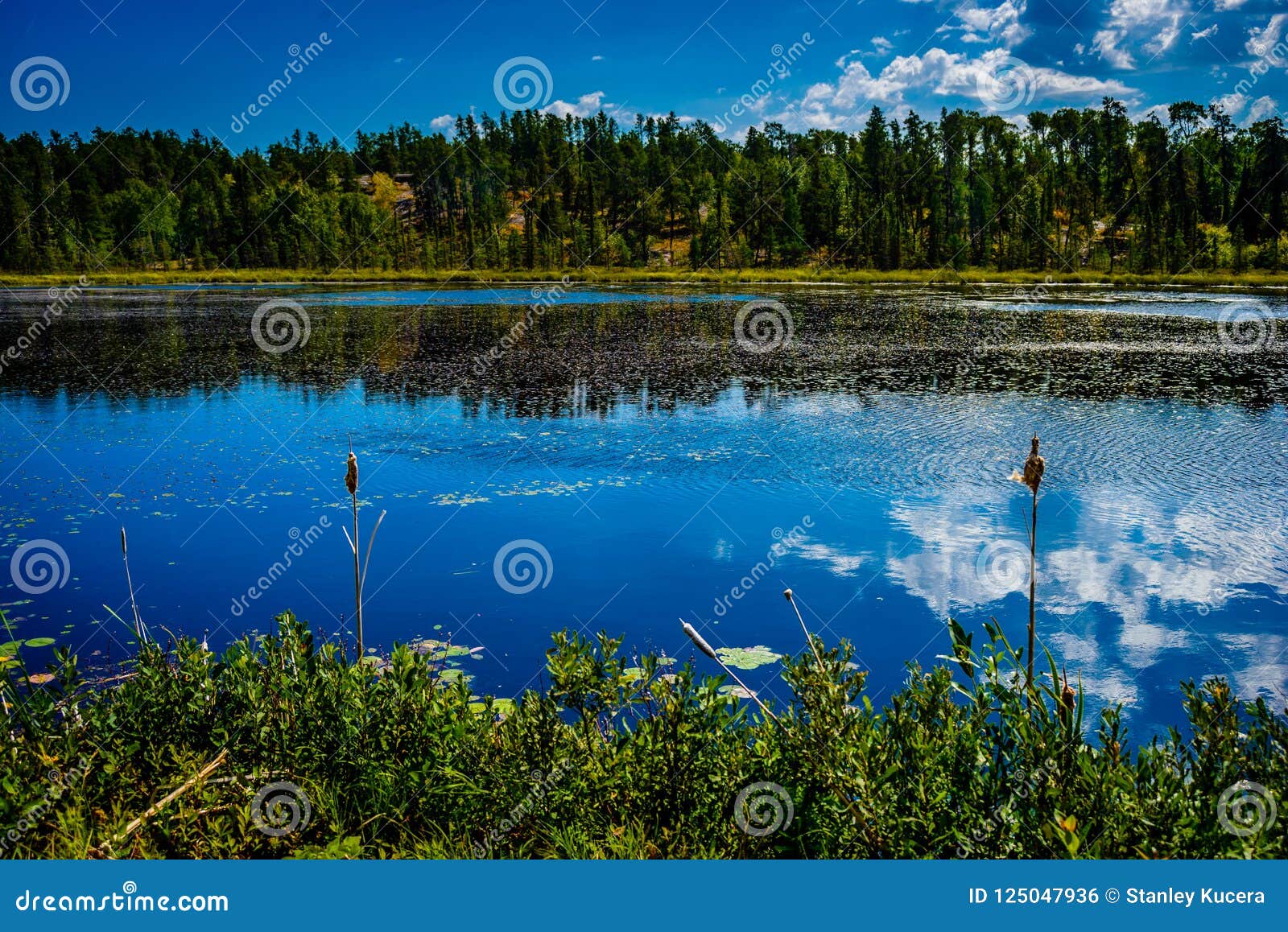 Solitude Shoreline in the Wilderness Forest. Stock Photo - Image of ...