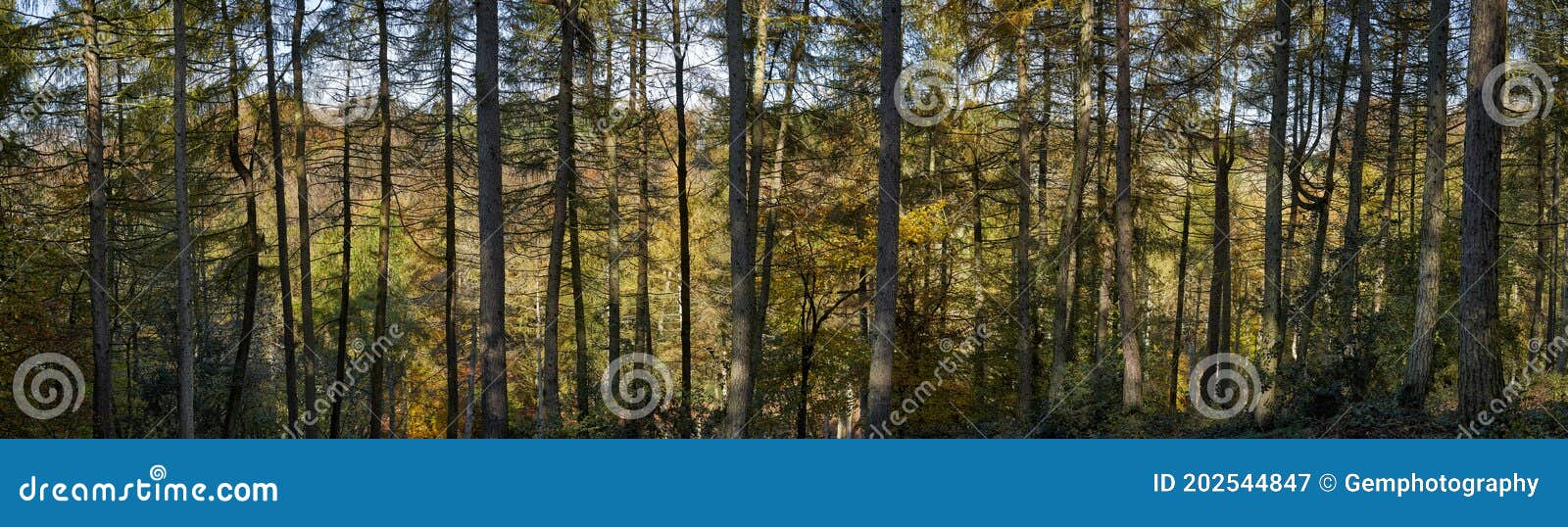 Forest in autumn stock image. Image of summer, wood - 202544847