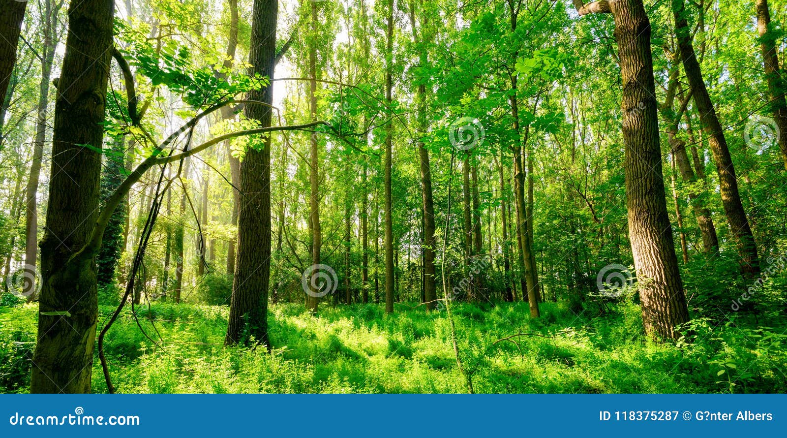 Forest panoramic stock image. Image of accumulation - 118375287