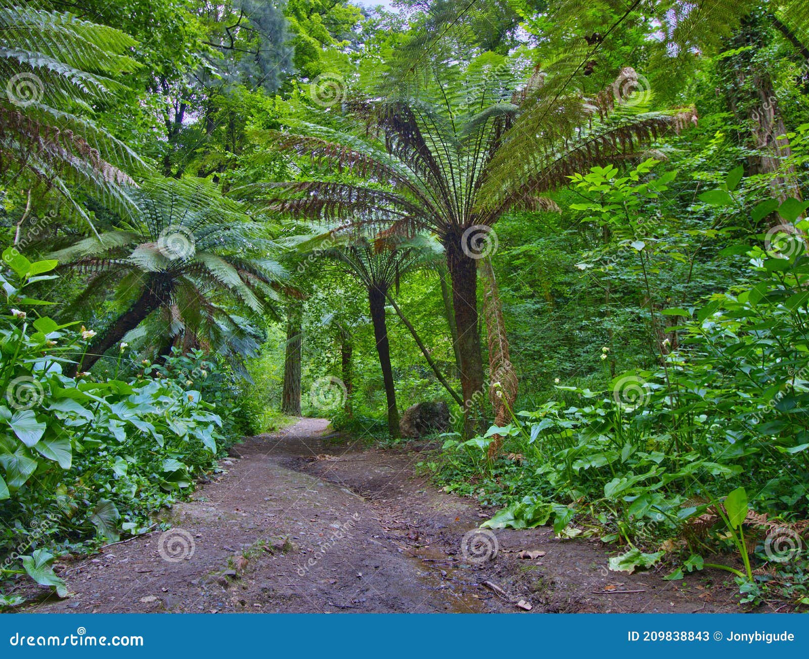 Bussaco forest stock image. Image of garden, landscape - 209838843