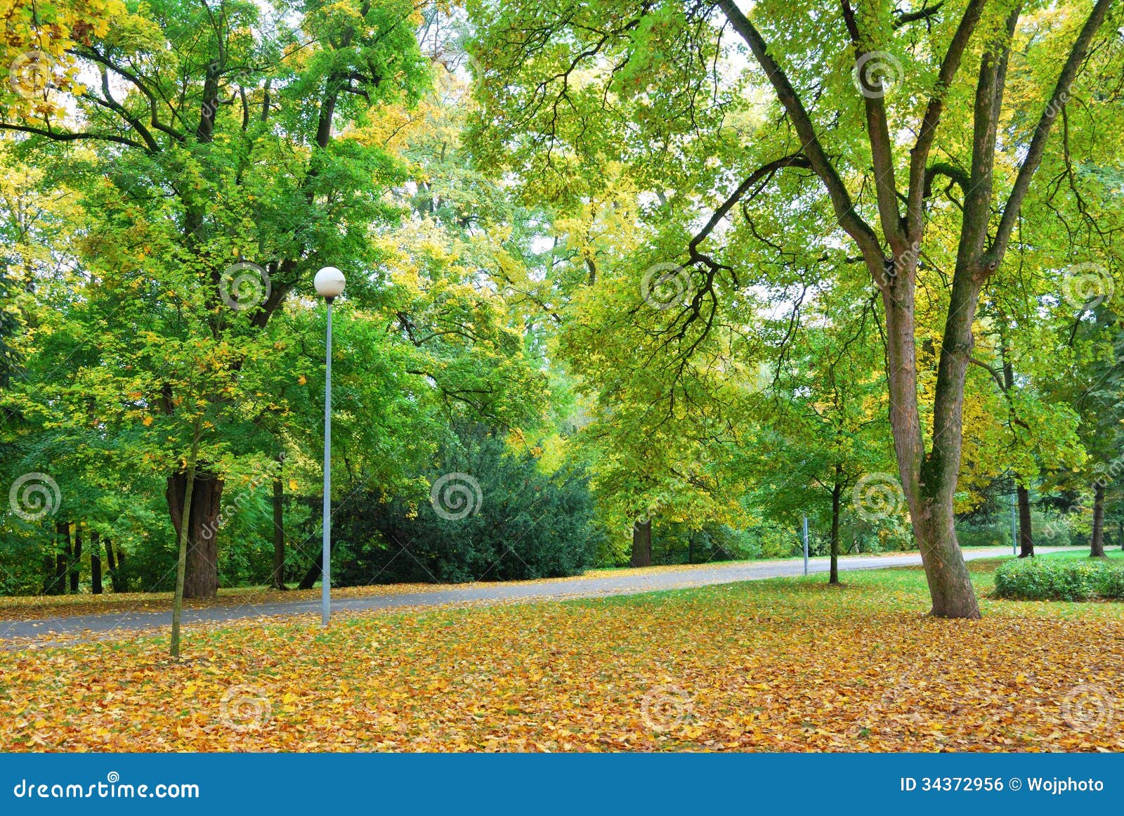 Forest Park in Colorful Autumn Season Stock Photo - Image of brown ...
