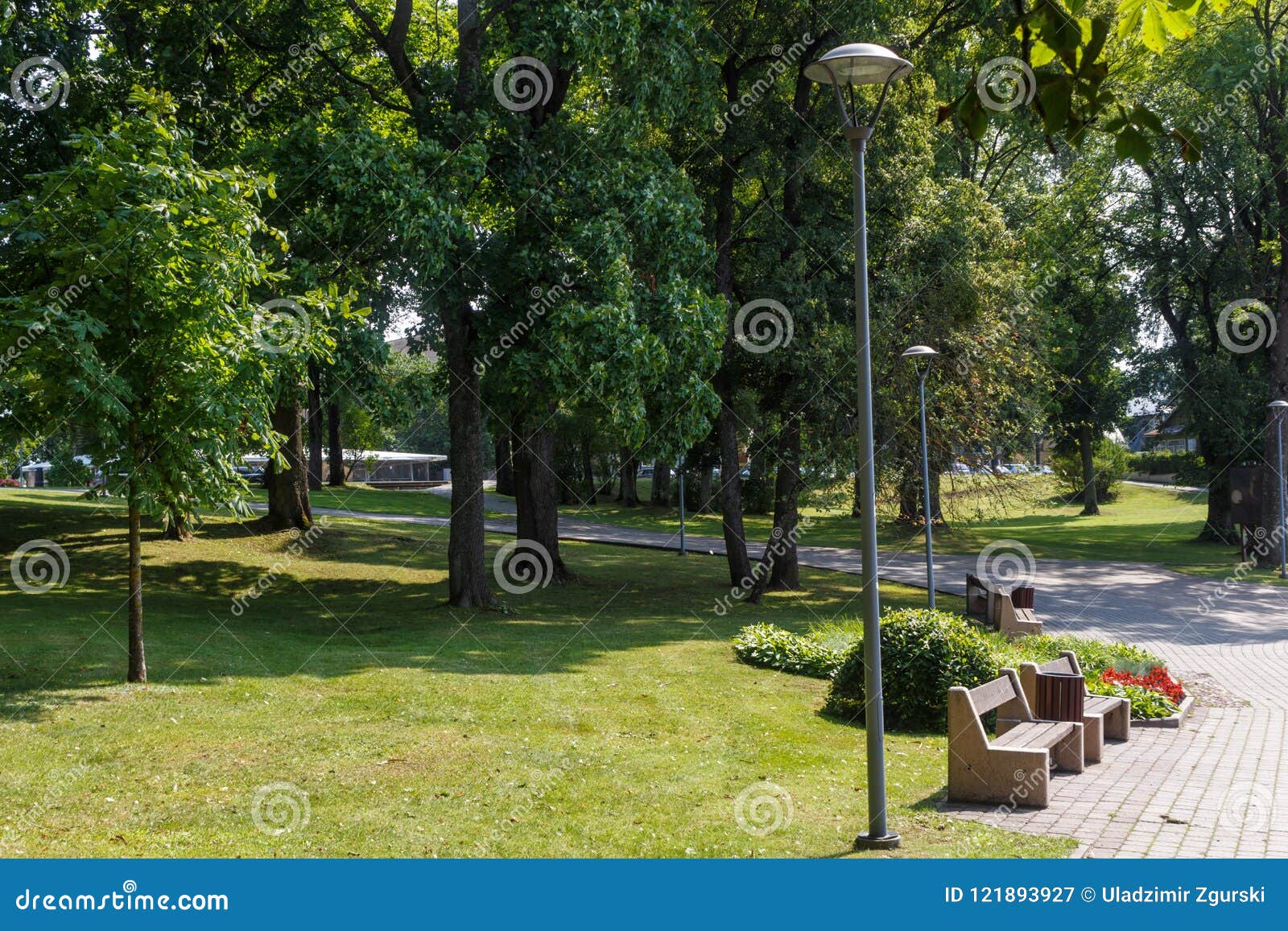 A Forest Park with Large Trees Stock Image - Image of green, life ...