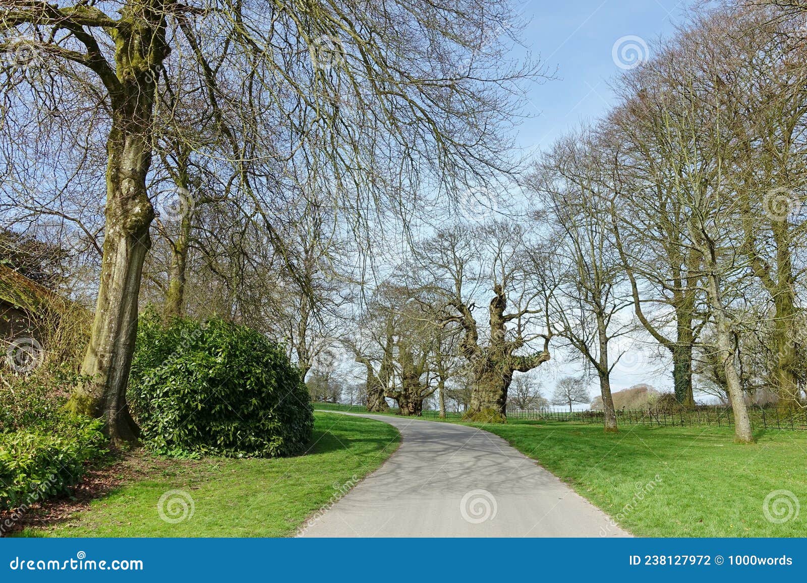 Forest Park with a Path and Bench Stock Photo - Image of backdrop ...