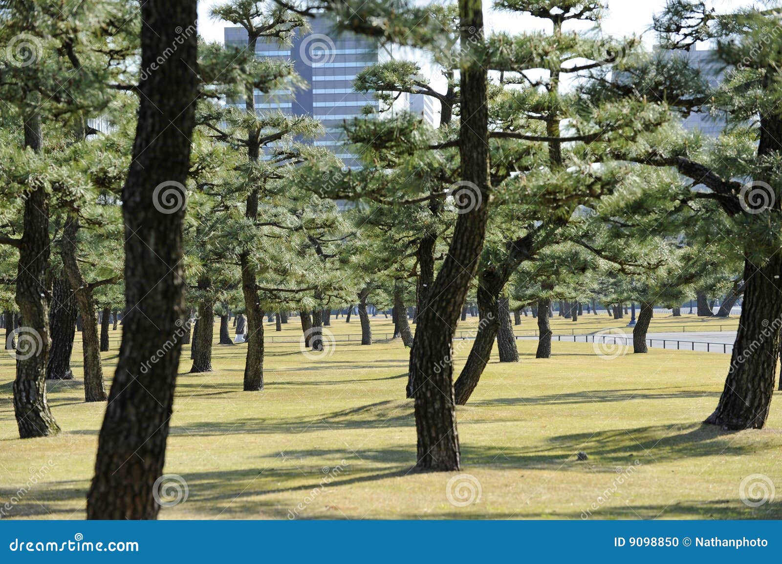 Forest park in Tokyo stock photo. Image of tokyo, japanese - 9098850