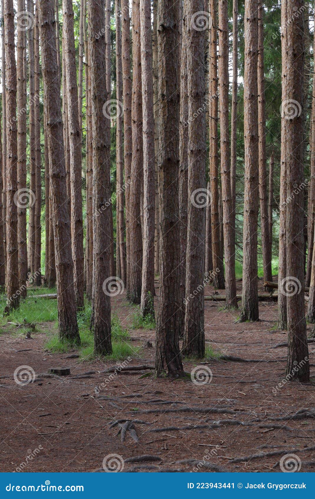 Forest park tree stock image. Image of branch, tree - 223943441