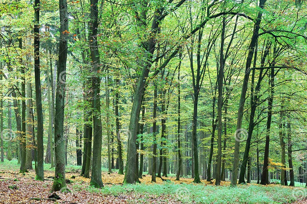 Forest park trees stock photo. Image of autumn, europe - 45924780
