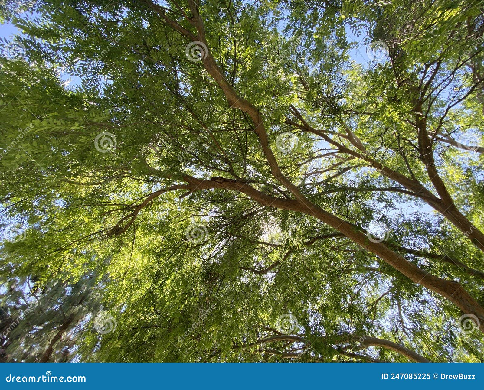 Forest Park Treetops Trees Sunny Tree Canopy Beneath Blue Sky Nature ...