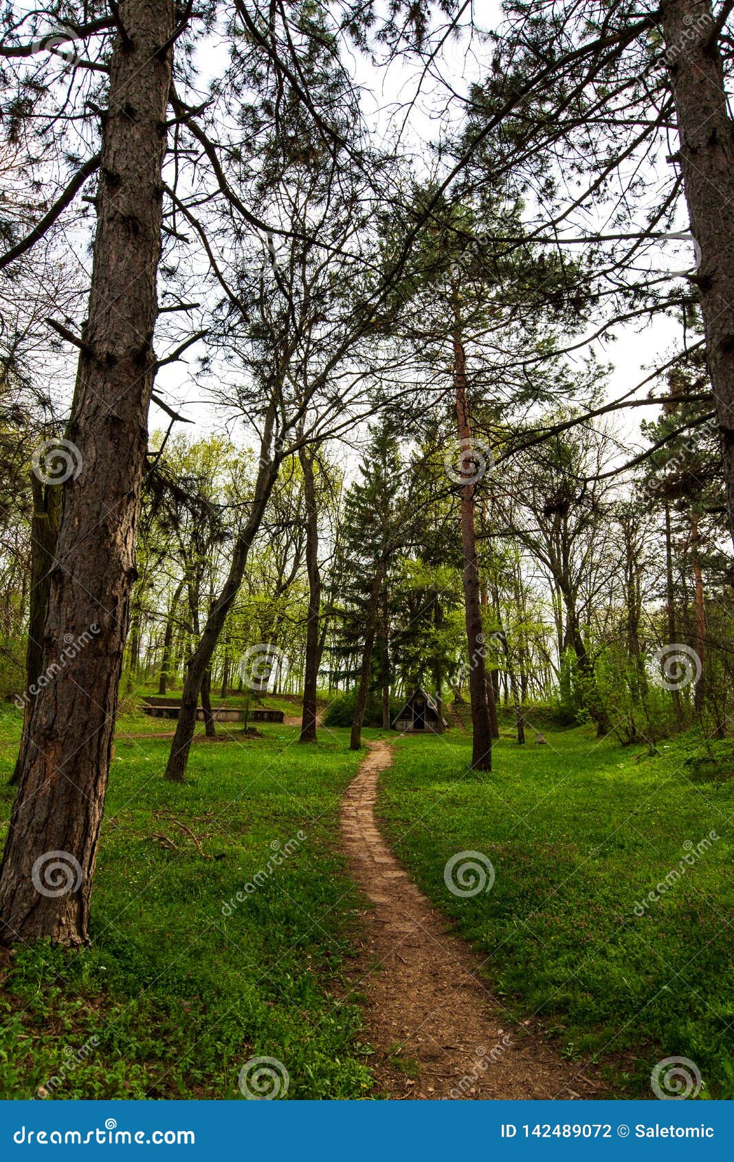 Forest park view in spring stock photo. Image of season - 142489072