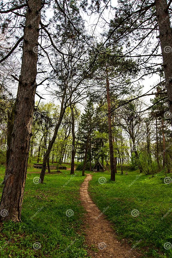 Forest park view in spring stock photo. Image of season - 142489072