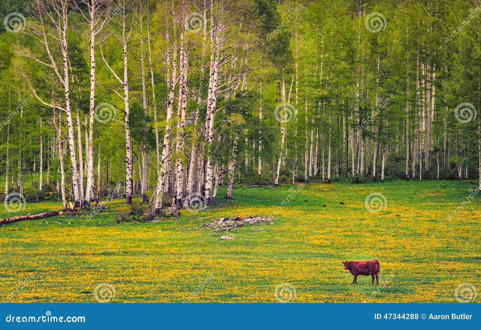 Forest Pasture stock foto. Image of weiland, mening, boom - 47344288