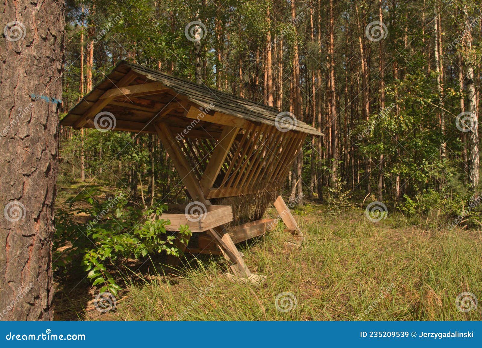 Forest Pasture for Wild Animals Stock Image - Image of furniture ...