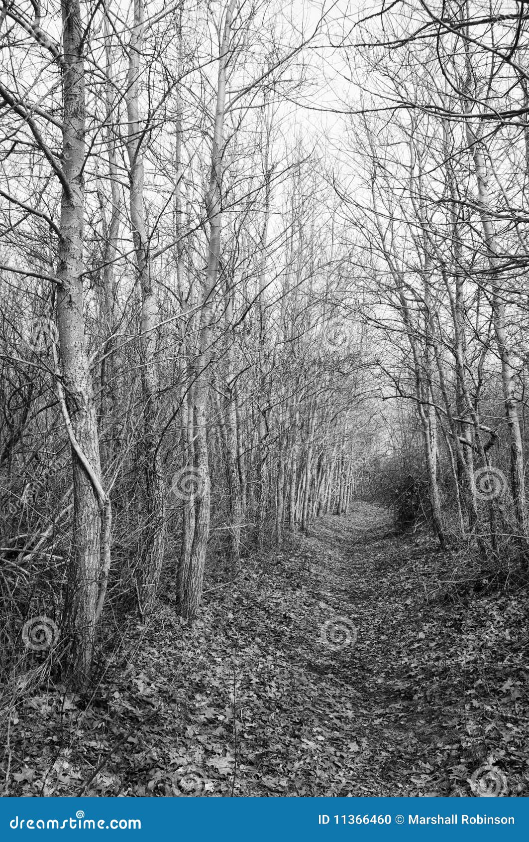 Forest Path stock photo. Image of perspective, winter - 11366460