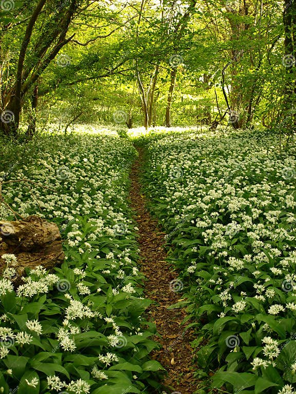 Forest Path stock photo. Image of copse, conservation - 11539346