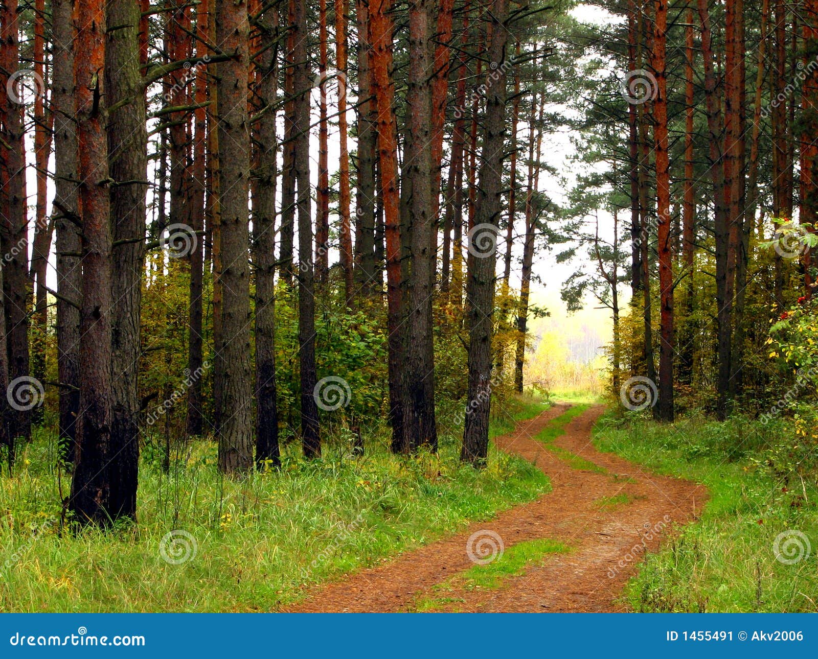 Forest path stock image. Image of hike, path, colors, country - 1455491