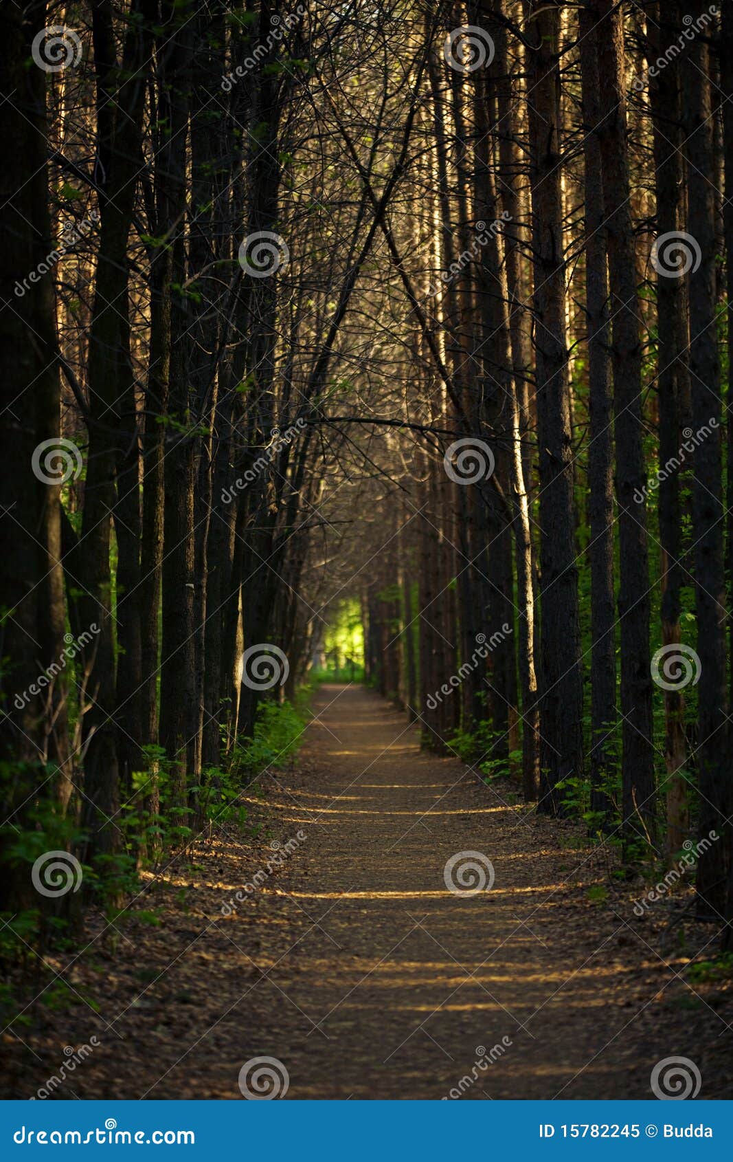 Forest path stock image. Image of dusk, outdoor, lush - 15782245