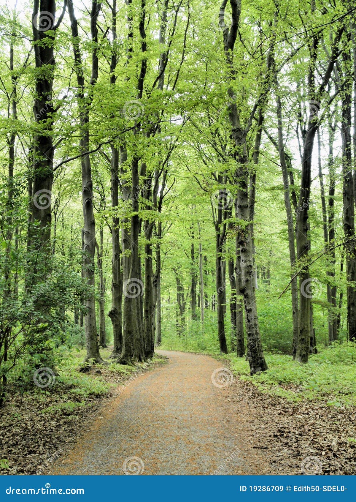 A forest path stock image. Image of forest, spring, nature - 19286709