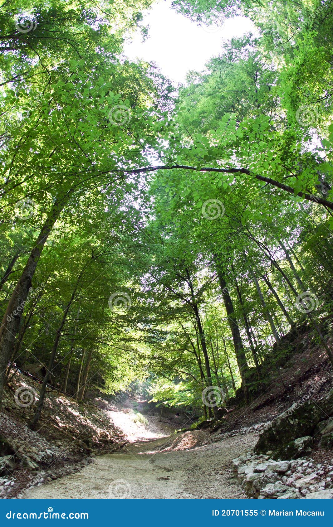 Forest path stock image. Image of environment, start - 20701555